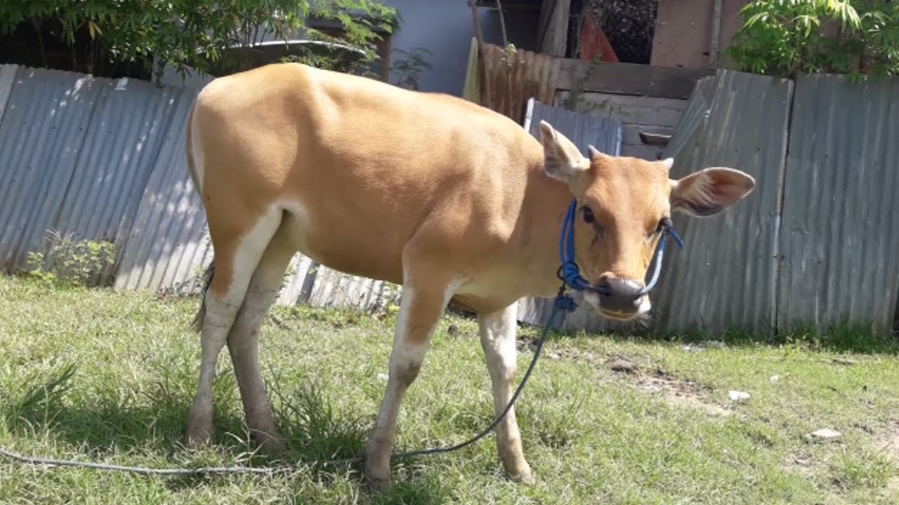 Bakalan Sapi Bali | Pedet Sapi Bali Betina | Sapi Piara - YouTube