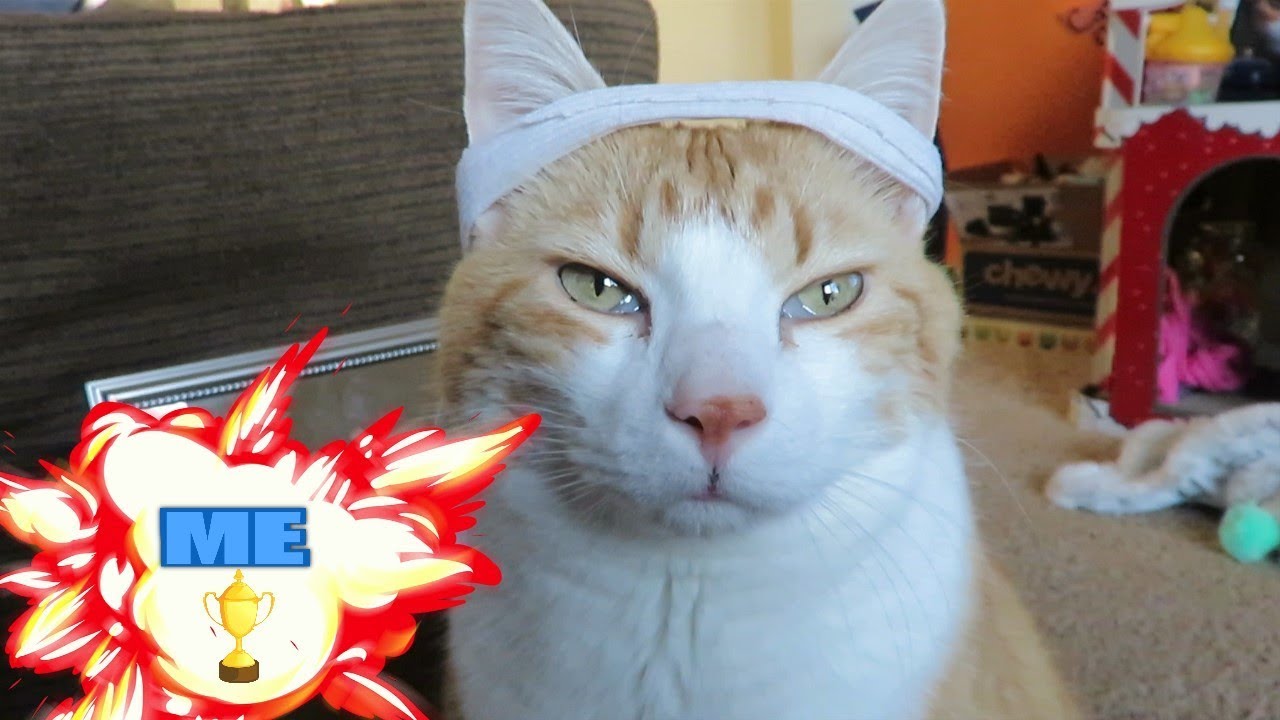 Cat Workout | Confidence - YouTube