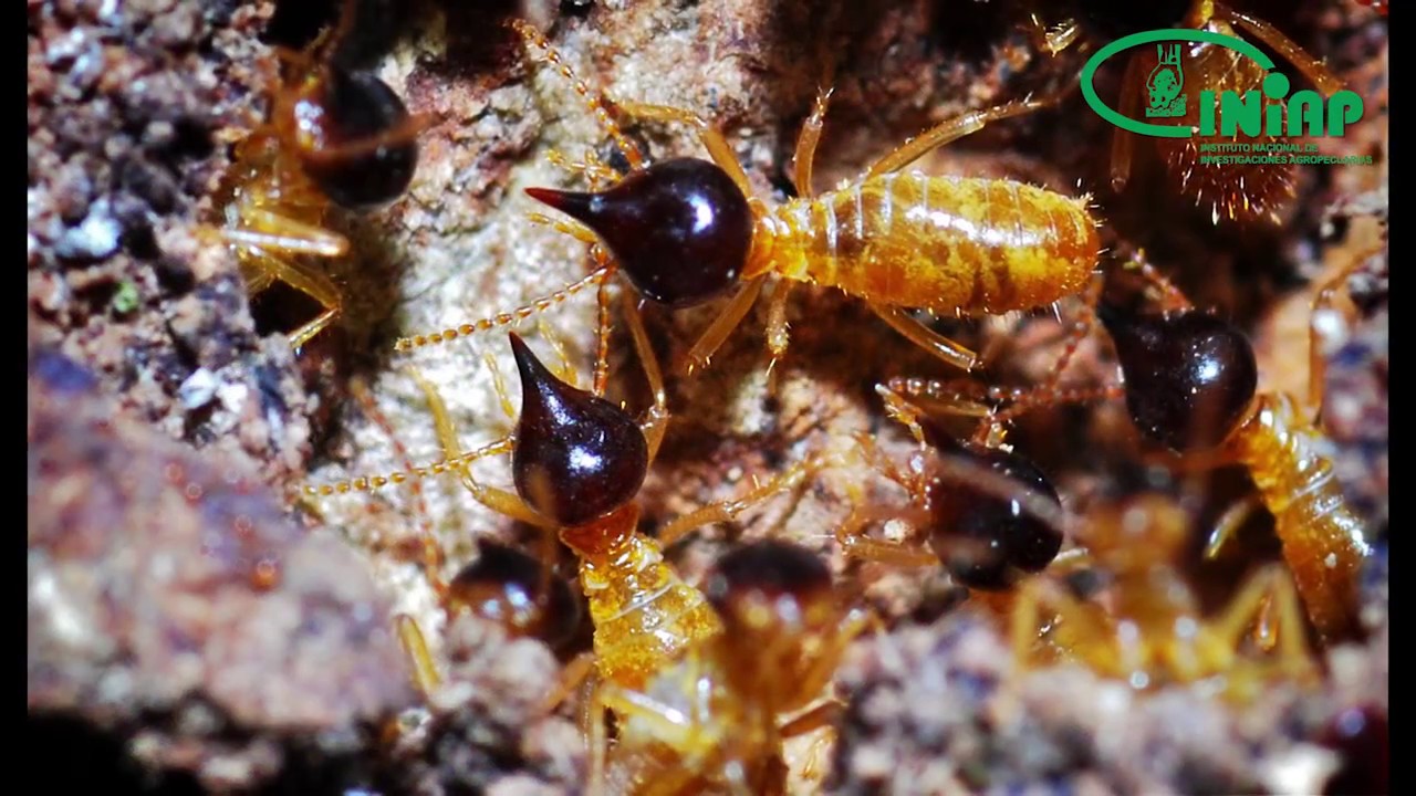 Aprende sobre el manejo de insectos plaga en el cultivo de cacao - YouTube