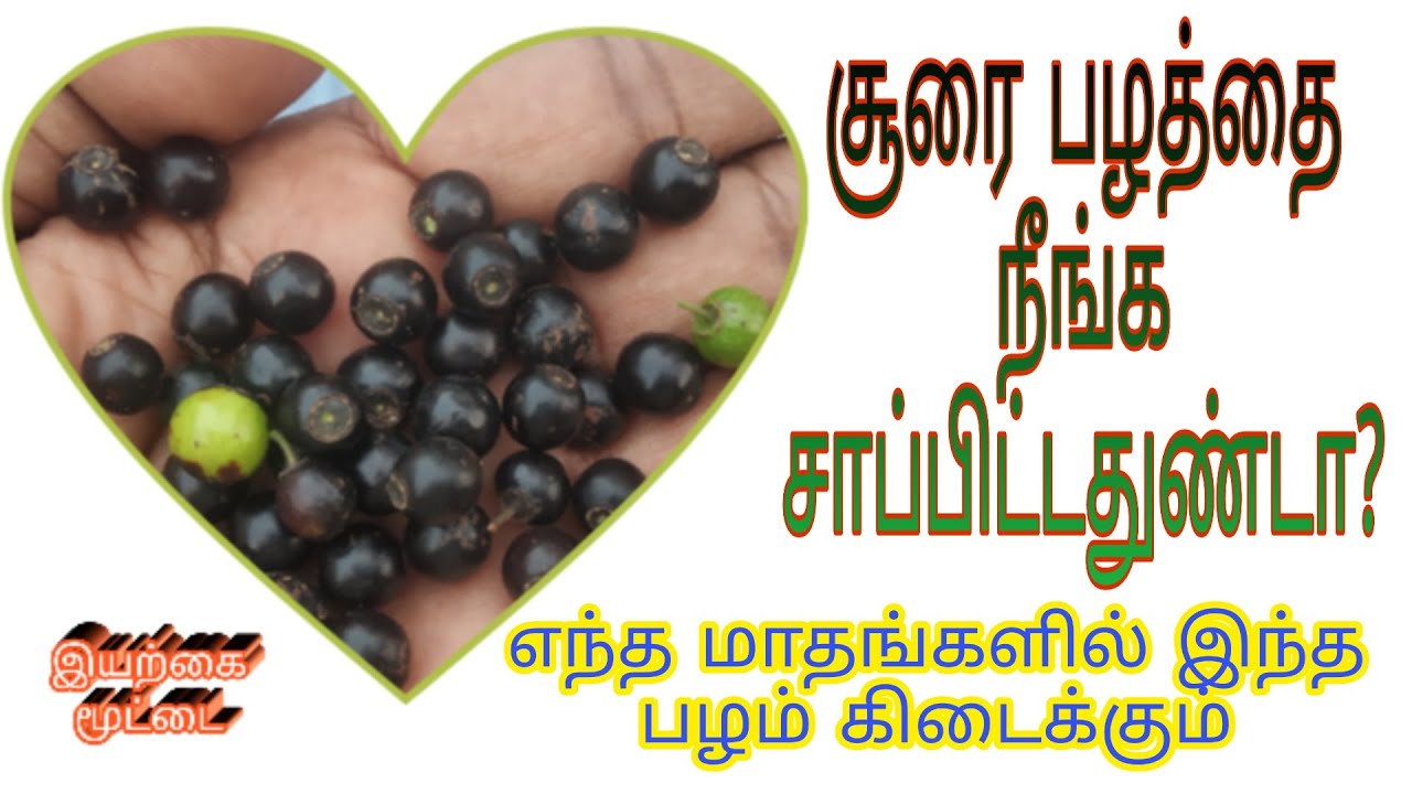 சூரை செடி மூலிகை பழம்|Ziziphus oenoplia|choorai herbal plant|herbal ...