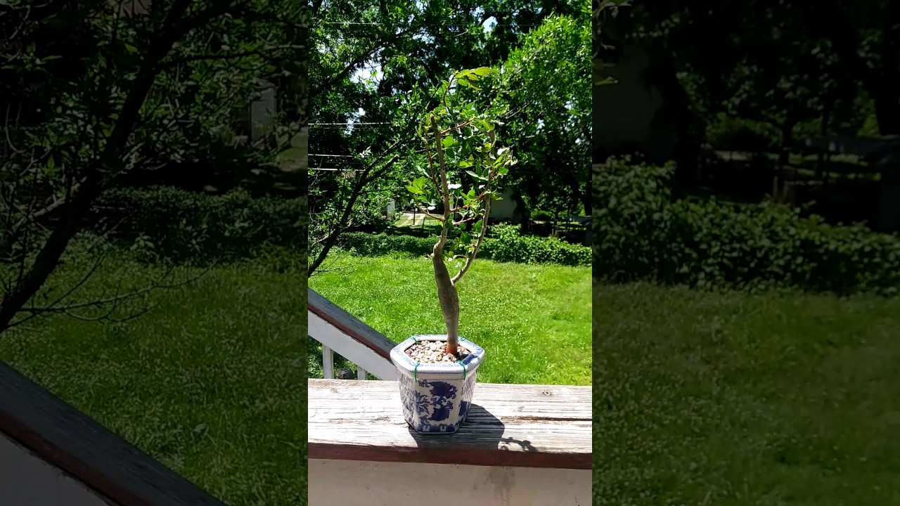 Bursera fagaroides - YouTube