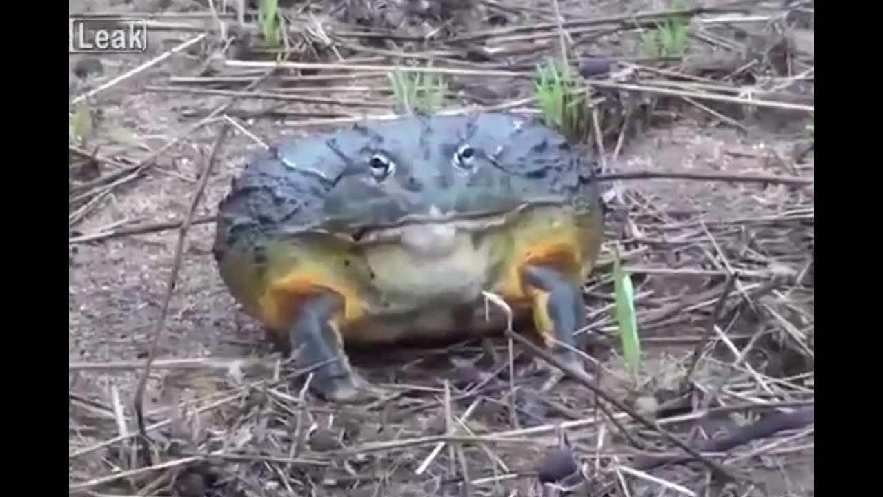 Funny Toad Moments - YouTube