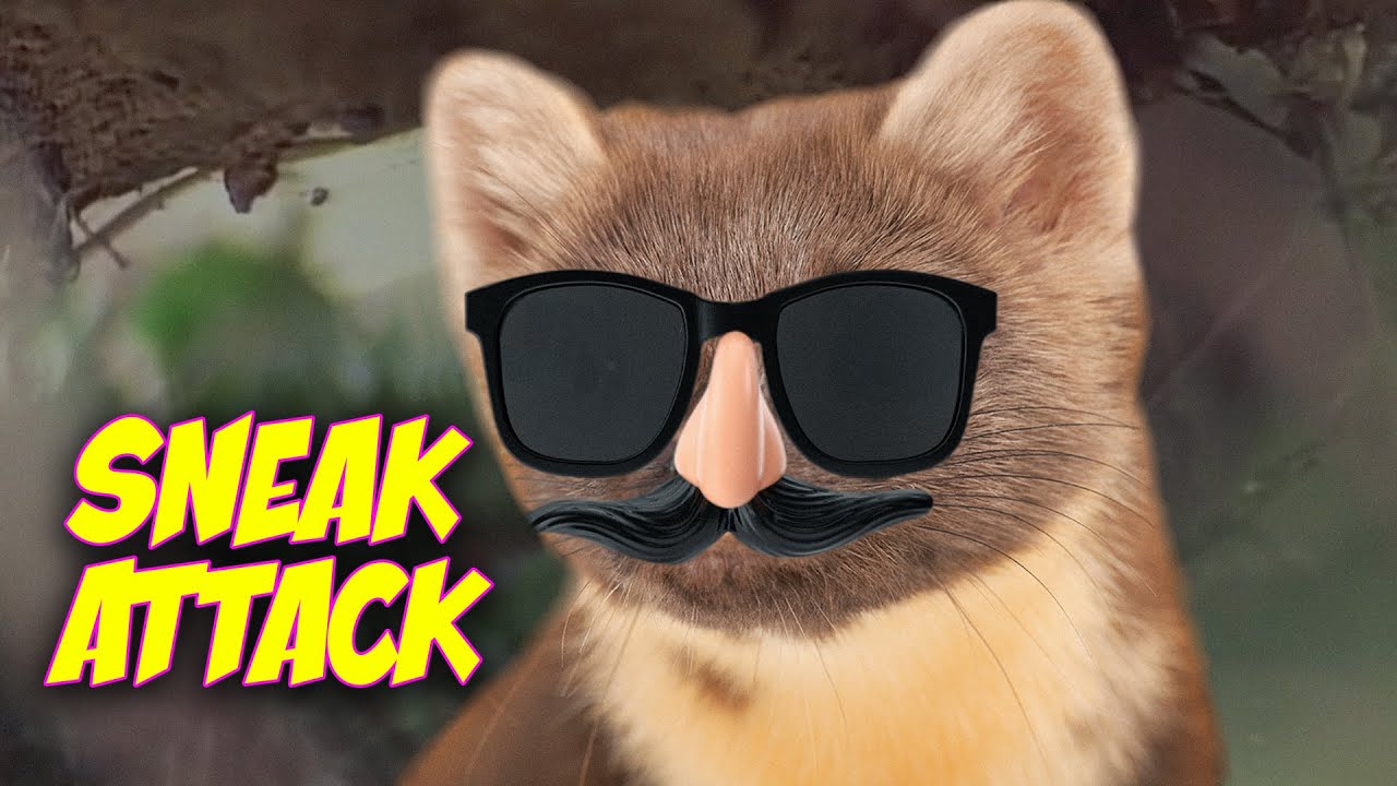 Wild America Short - Weasel Sneak Attack - YouTube