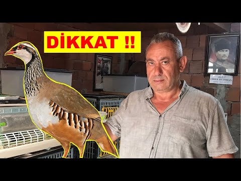 Aman Dikkat !!! 2.300 TL Cezası Var | Keklik Beslemek Yasak Mı