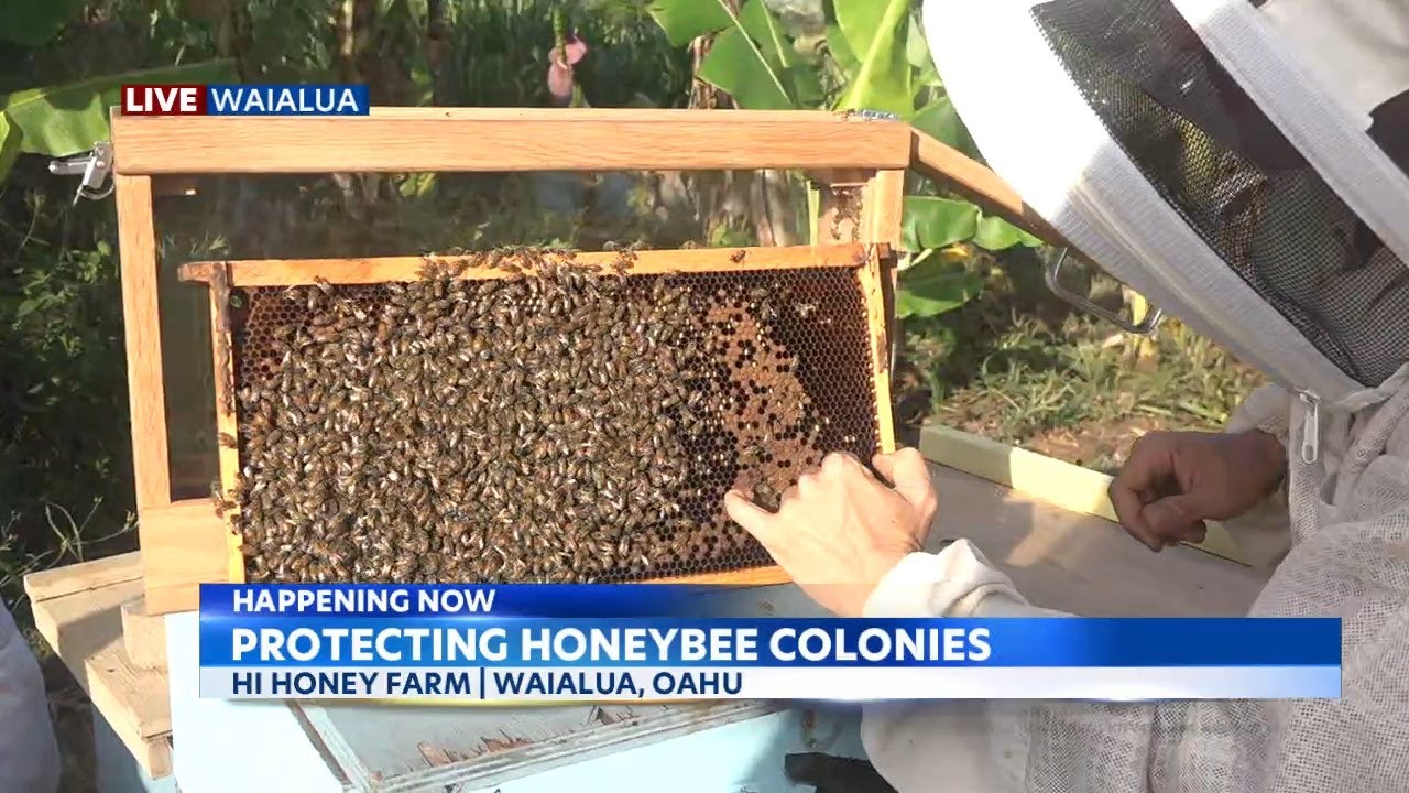 Local honey farm is working hard to protect honeybee colonies from ...