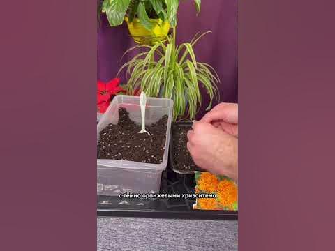 Сеем бархатцы на рассаду #цветы #рассада - YouTube