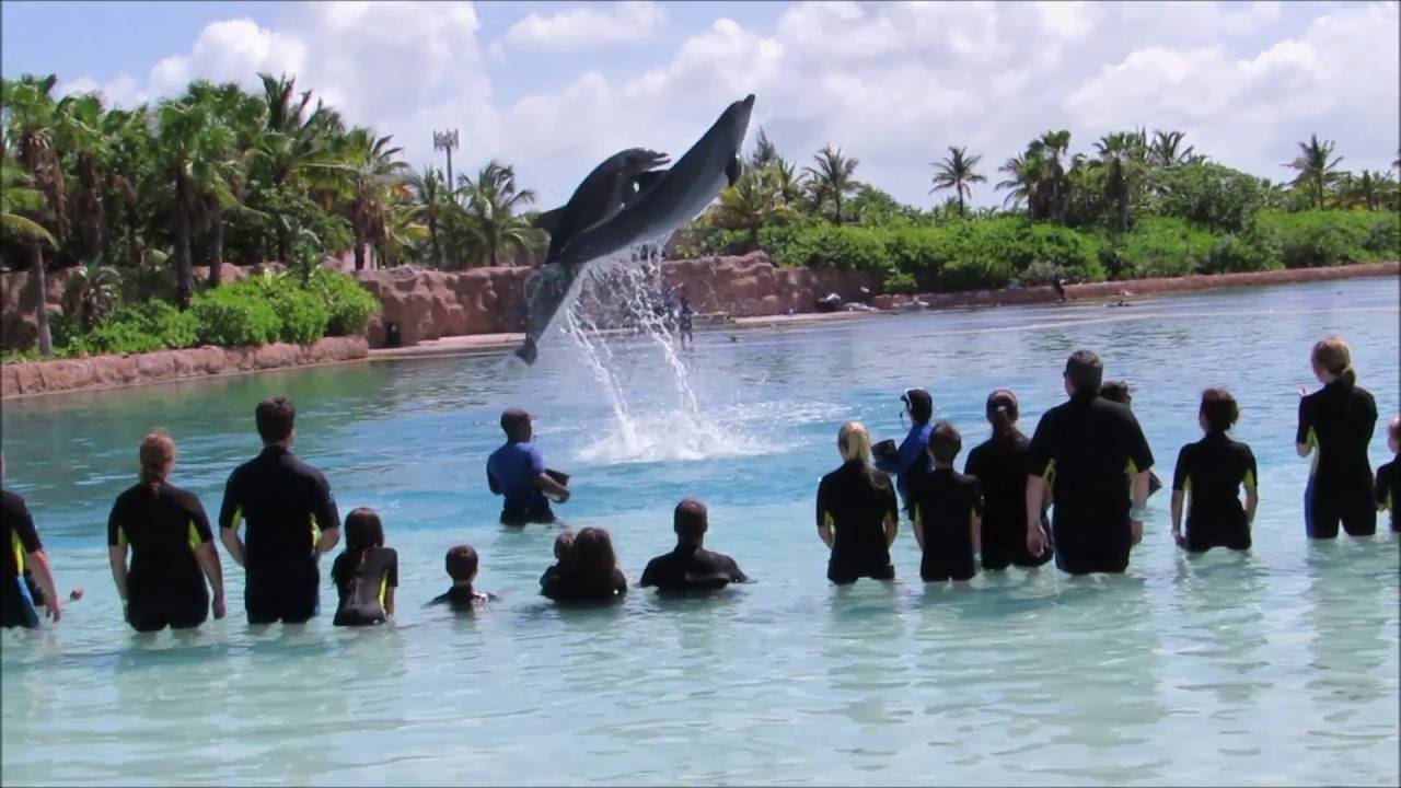 2016 Bahamas Atlantis Dolphin Cay - YouTube