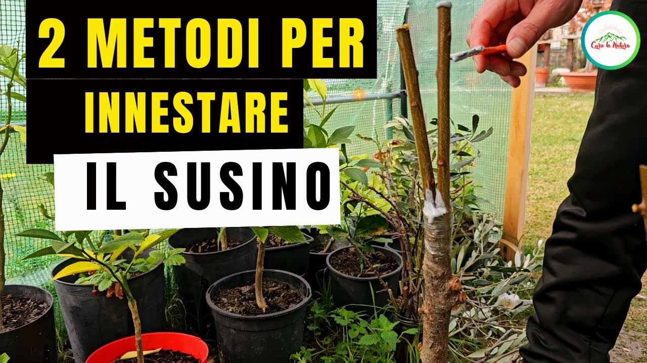 Innesto Susino - Come e quando innestare - YouTube