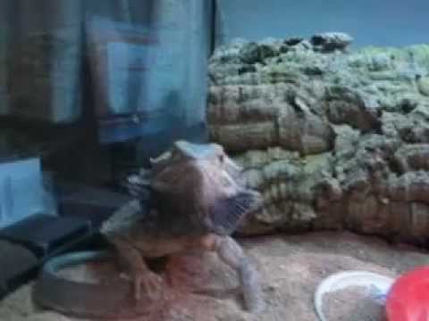 Screaming Lizard - YouTube
