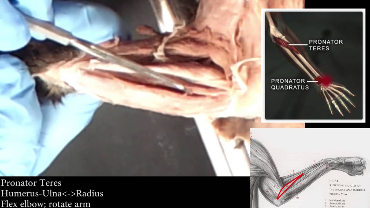 Cat Dissection: Superficial Ventral Forearm Muscles - YouTube