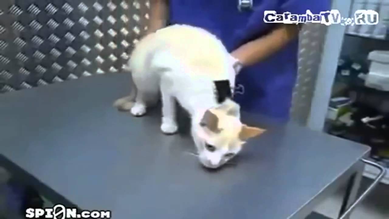 Extreme cats Cute animals! Shorts! 2014 Youtube Gold - YouTube