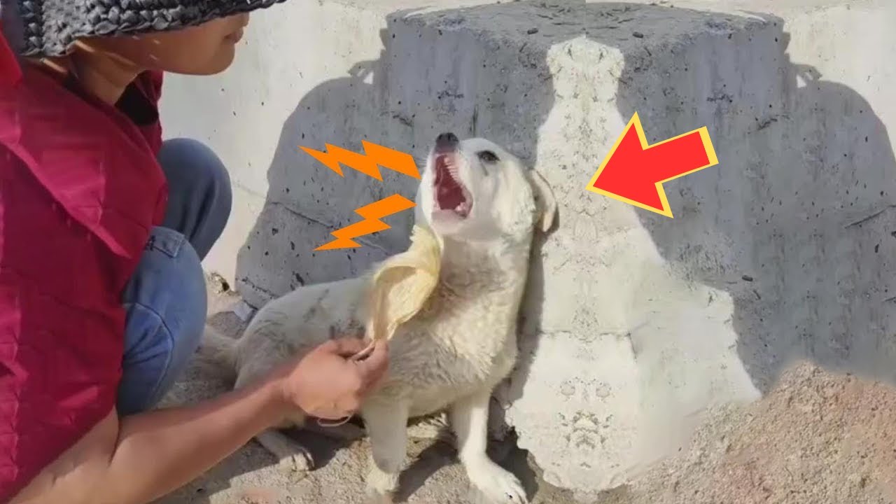 Perro abandonado tan aterrorizado en la zanja durante un mes sin ayuda ...