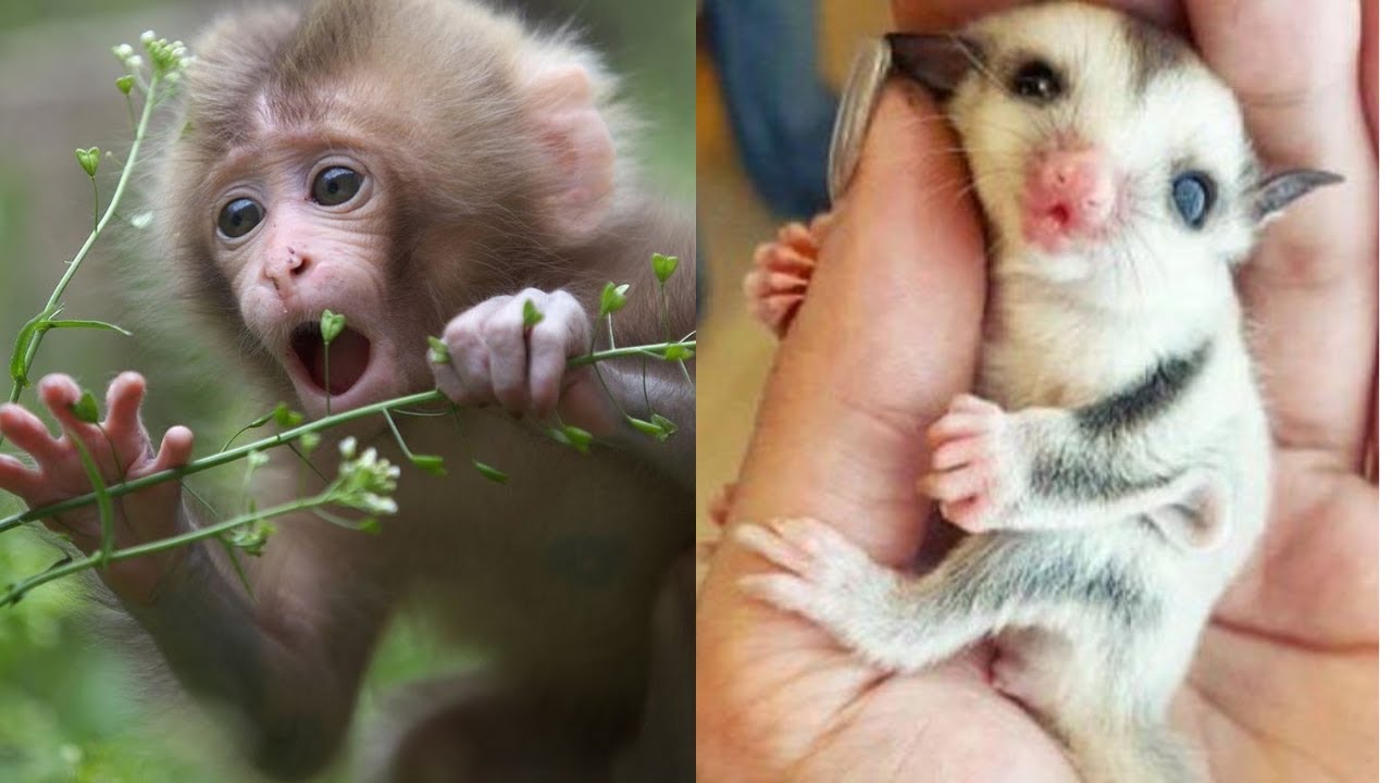 Cutest animals in The world 🌎 | Supper funniest pets | Animal Planet ...