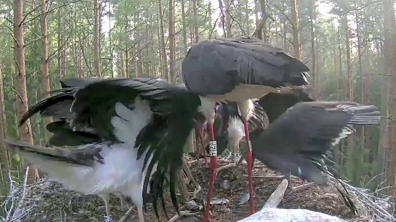 Must-toonekurg~Karl brings another load of fishes~7:09 a.m. 2022/07/31 ...