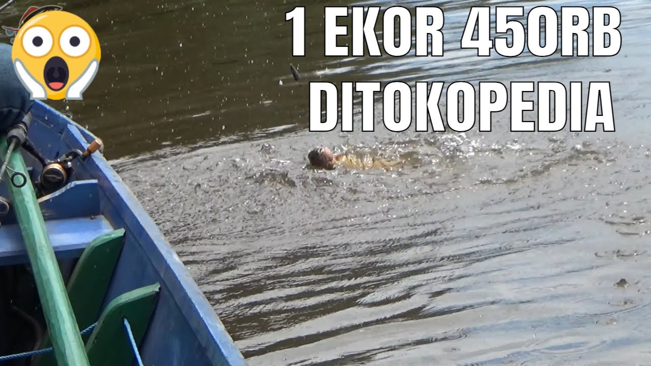 REJEKI MANCING DAPAT IKAN FIRE EEL MASTACEMBELUS SILI API BIG SIZE ...