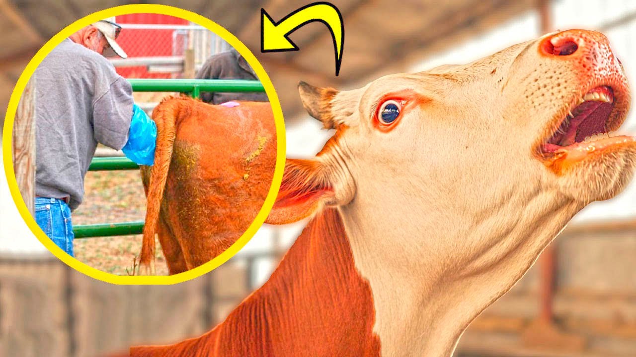 FARMING 2024! ROBOTIC MACHINE COW MILKING GRINDING AND CLEANING ...