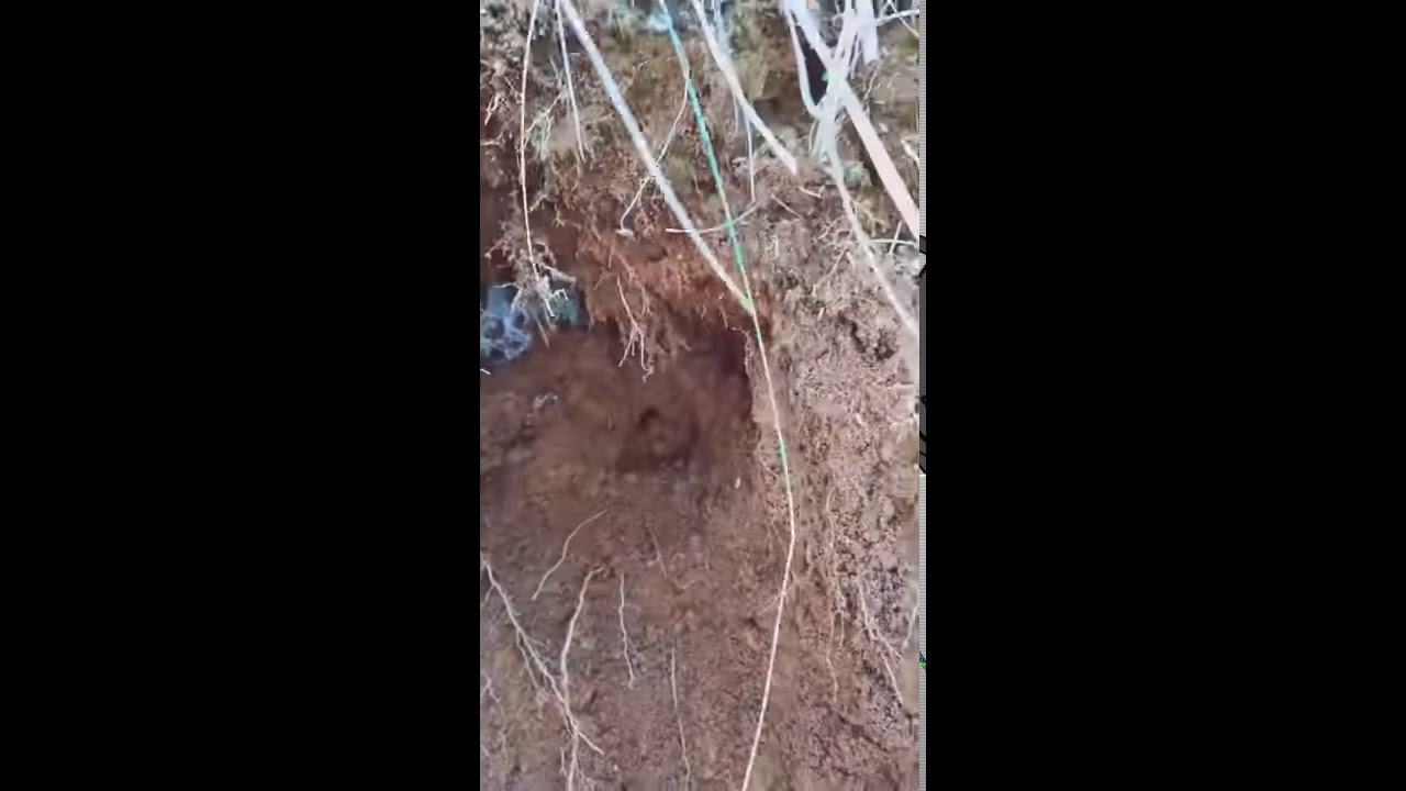 Inside an Anthill # part 1 - YouTube