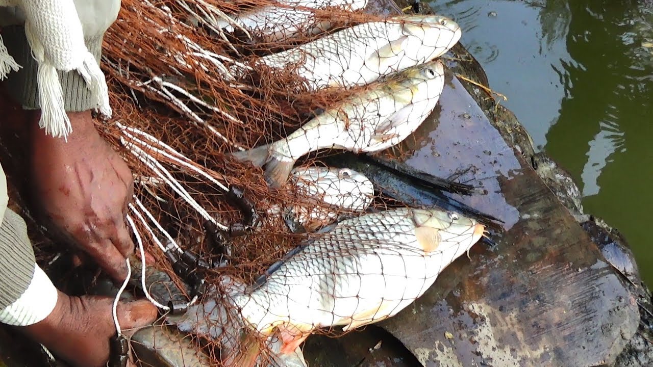 Net Fishing | Catching Lot OF Big Fish With Cast Net | Net Fishing in ...