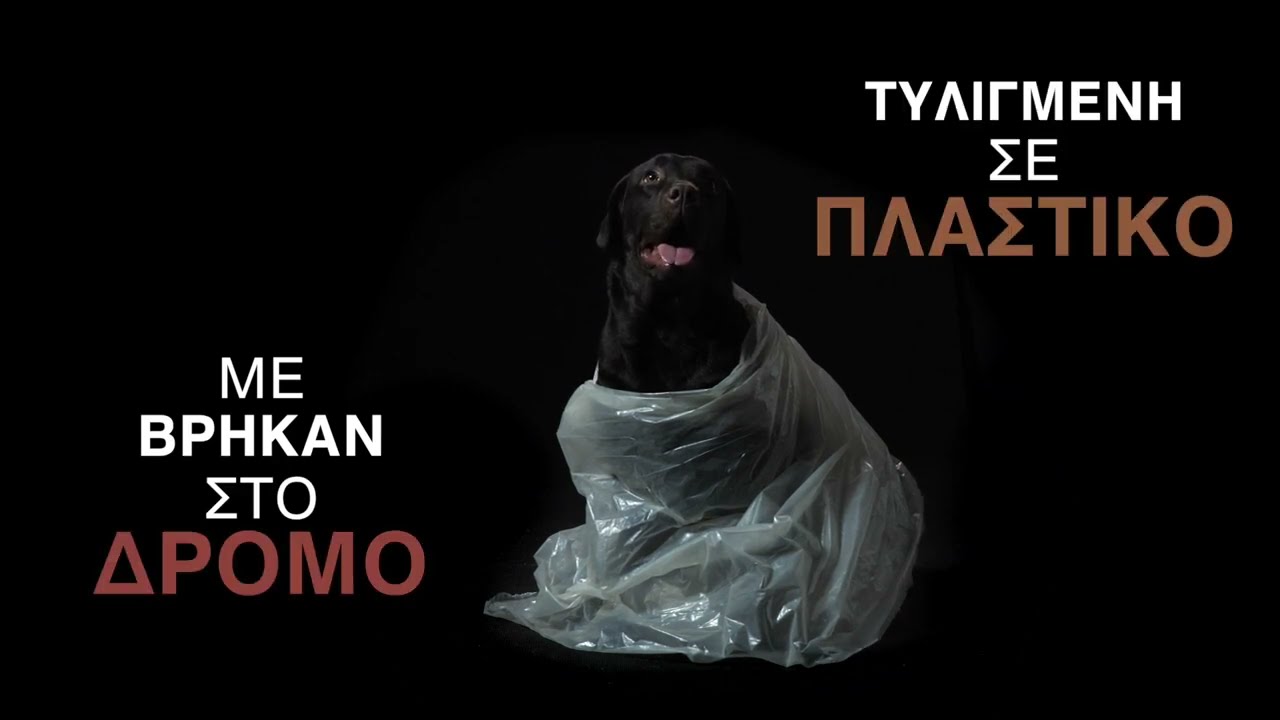 ΚΑΤΑΦΥΓΙΟ ΑΔΕΣΠΟΤΩΝ ΖΩΩΝ - ΣΒΑΠ - YouTube