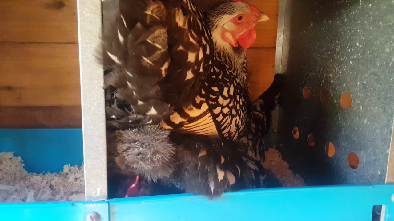 My Nesting Box! - YouTube