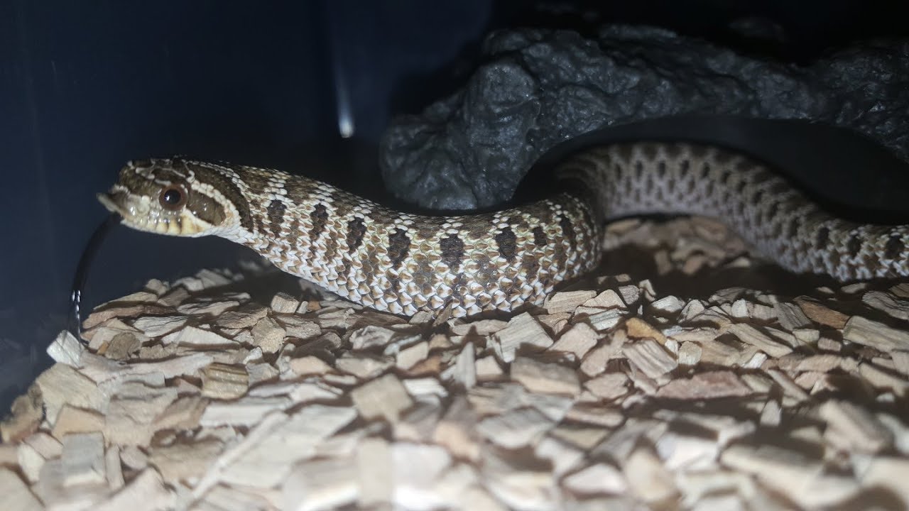 멕시칸 호그노즈 (돼지코뱀) 히싱 Mexican Hognose Snake hissing - YouTube