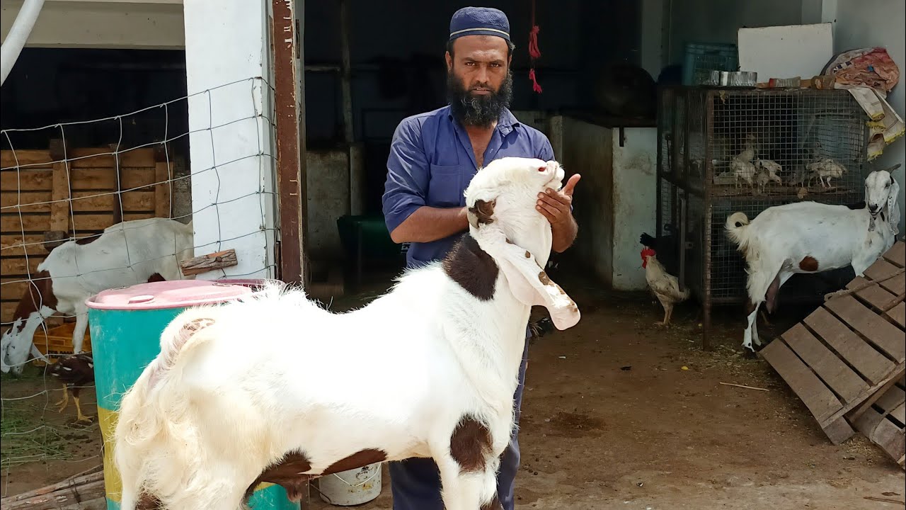 malwa Hyderabadi bakra for sale - YouTube