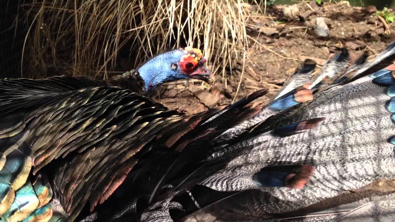 Ocellated turkey at Edinburgh Zoo - YouTube