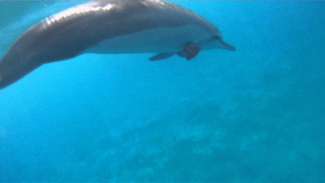 Dolphin shows how to clap! - YouTube
