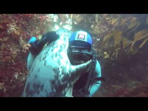 Hug It Out: Diver and Grey Seal Share Adorable Moment in North Sea ...