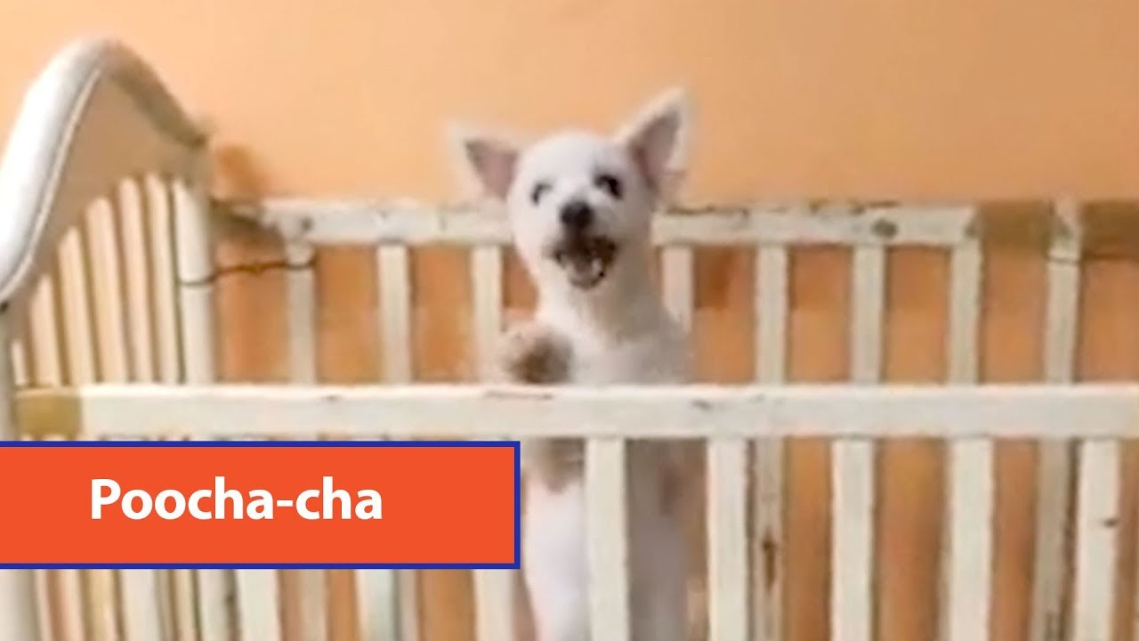 Dog Dances Cha Cha In Crib - YouTube