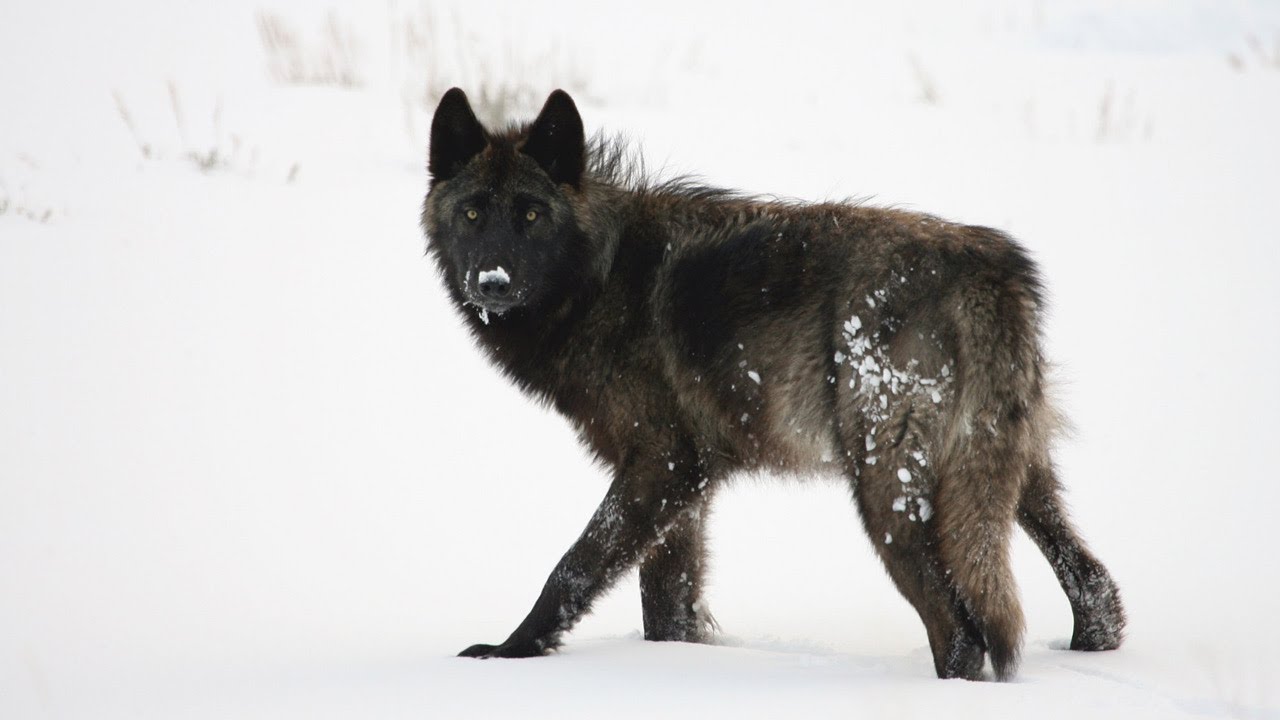 Empezamos: Los lobos de Yellowstone - YouTube