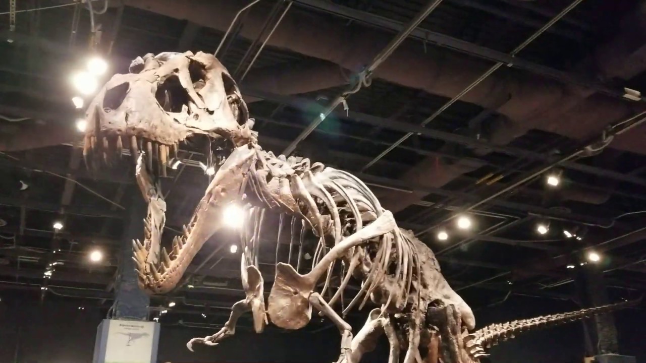 Orlando Science Center Dino Digs TOUR (Level 4) - YouTube