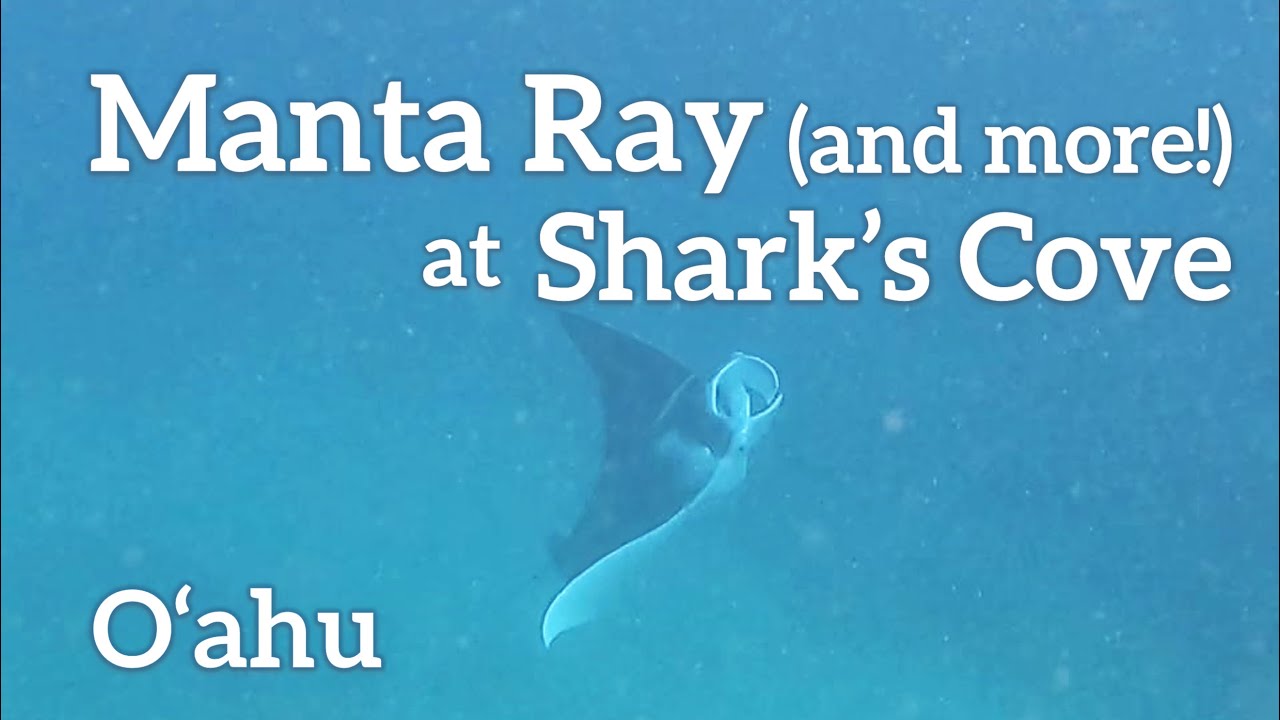 Manta ray (and more reef fish) at Shark’s Cove - YouTube