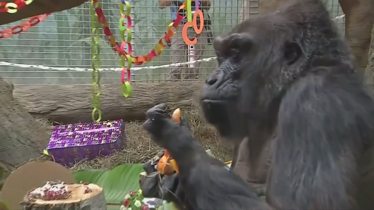 Colo the oldest gorilla in the US celebrates her 60th birthday - YouTube