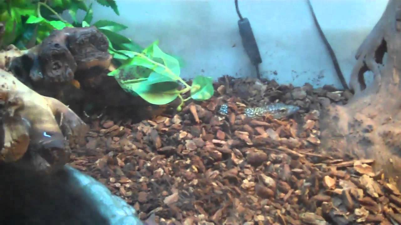 Mangrove Monitor Cage update - YouTube