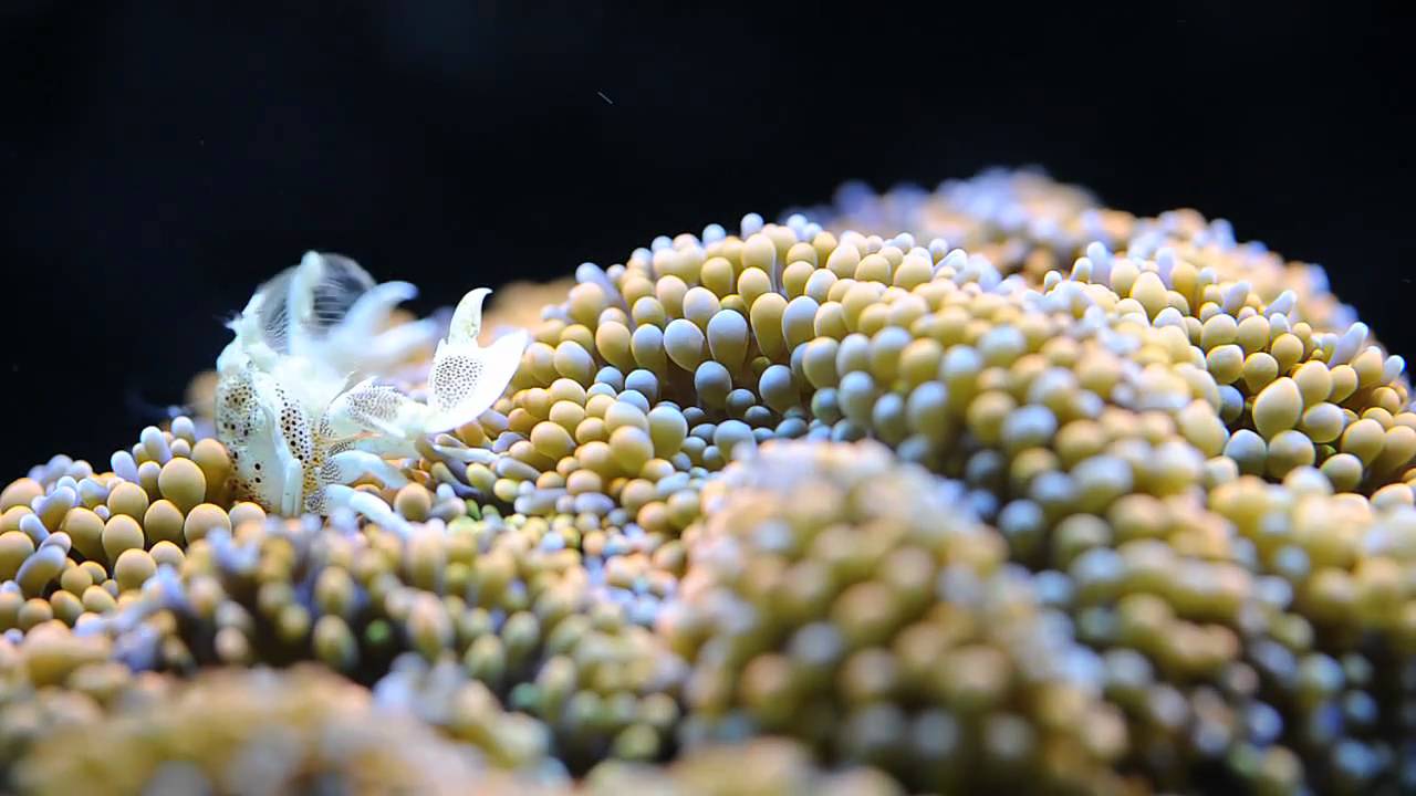 TrueLumen LED Strips 12,000K White over marine aquarium - YouTube