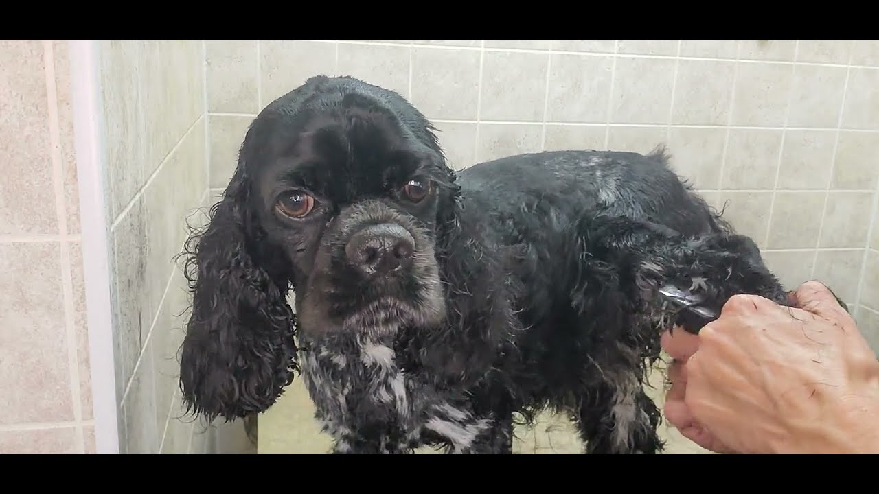 Cocker Spaniel with very unique coloring revealed during grooming, dog ...