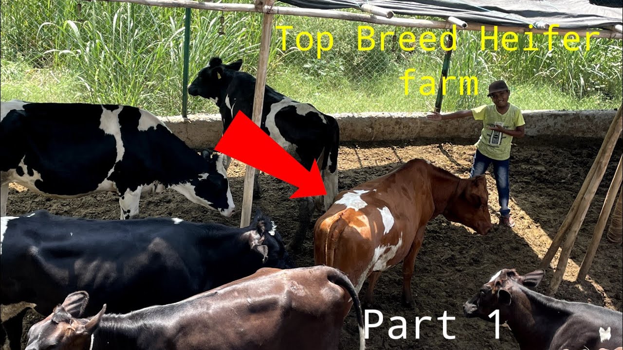 Top Breed Cow Shed Just In 4000rs | Top breed | MSD Genixx Dairy Farm ...