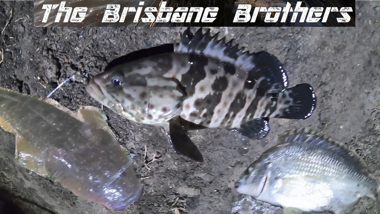 FISHING OLD SPOT FLATTY COD BREAM - YouTube