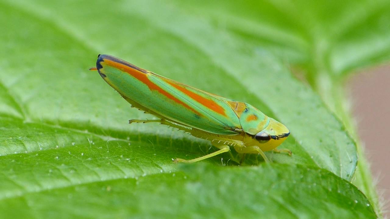 Leaf Hopper Feeding - YouTube