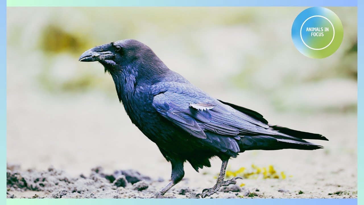 Top Brains of the Animal Kingdom: Unveiling the Most Intelligent ...