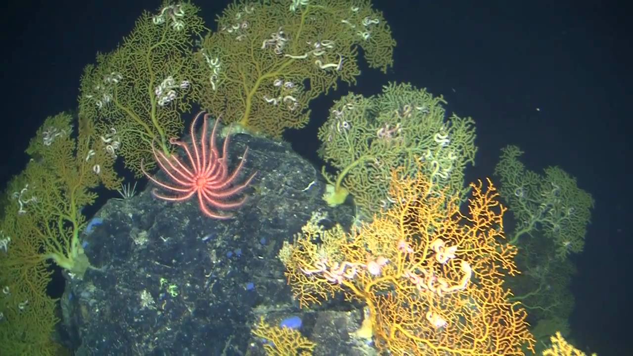 Honduras Deep Sea Exploration.mov - YouTube