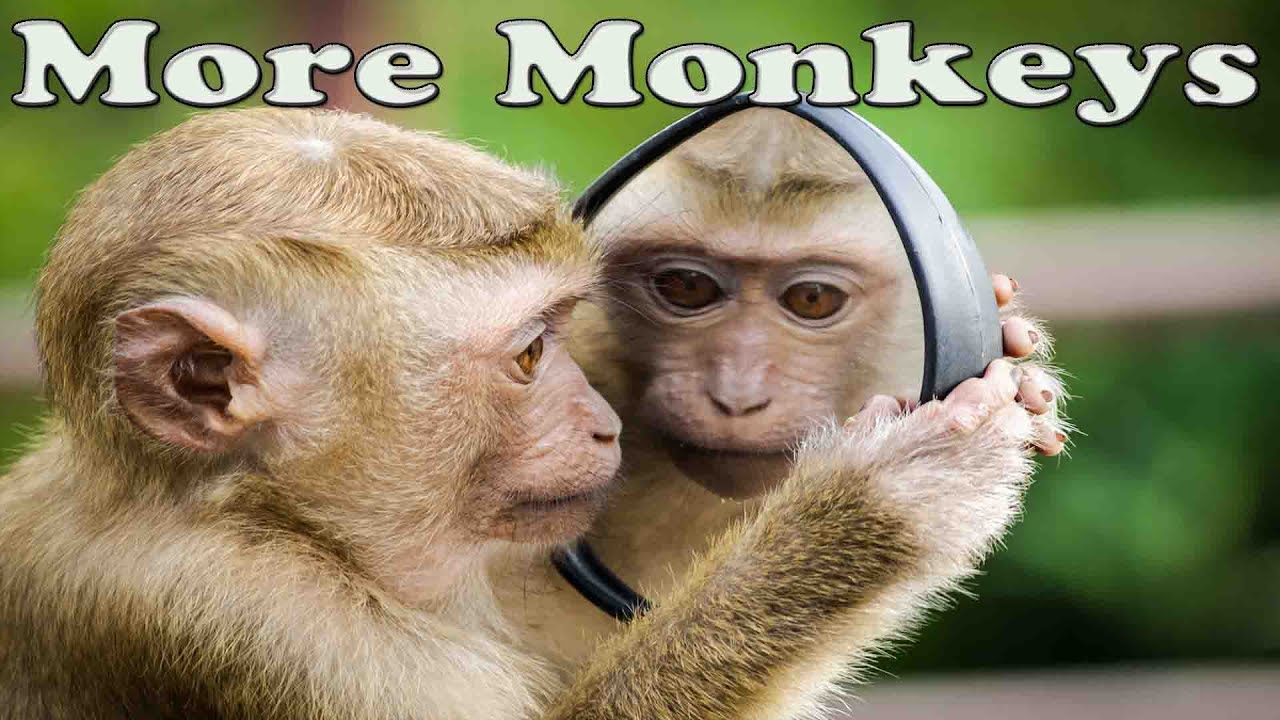 Monkey - YouTube