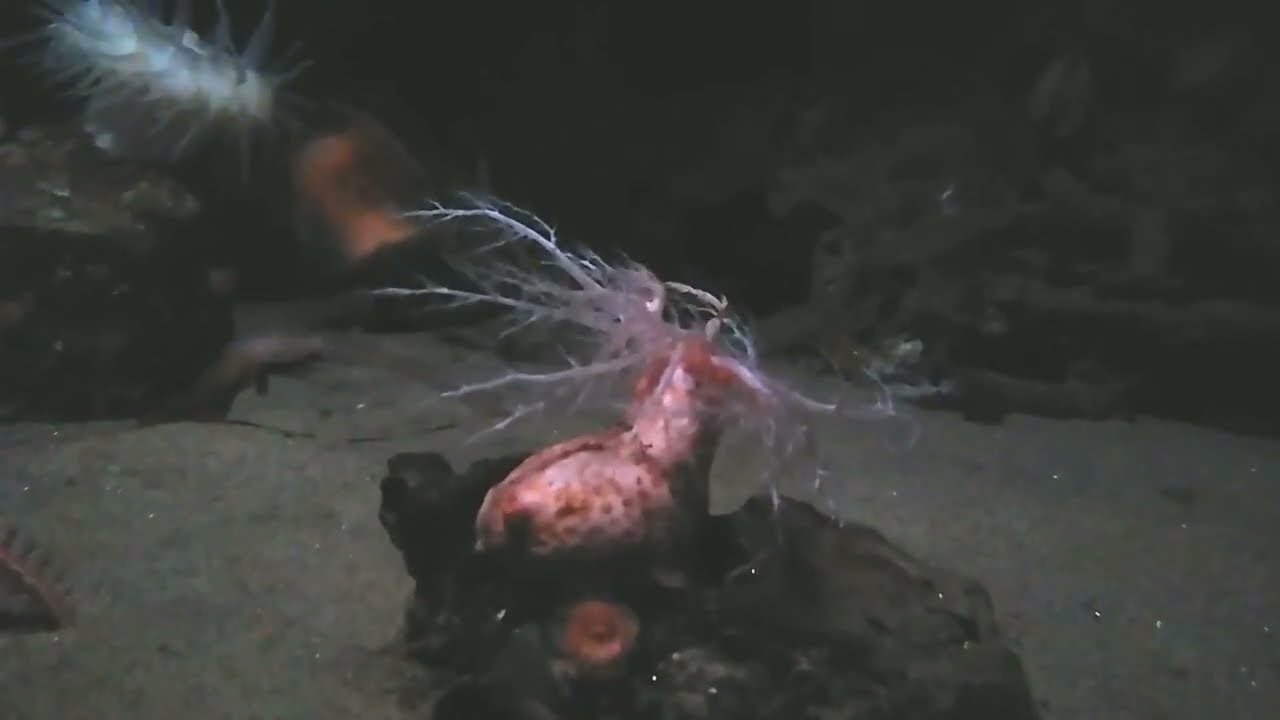 The Sprouting Sack of Flesh - YouTube