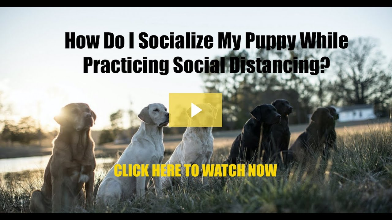 How To Socialize Your Puppy While Practicing Social Distancing - YouTube