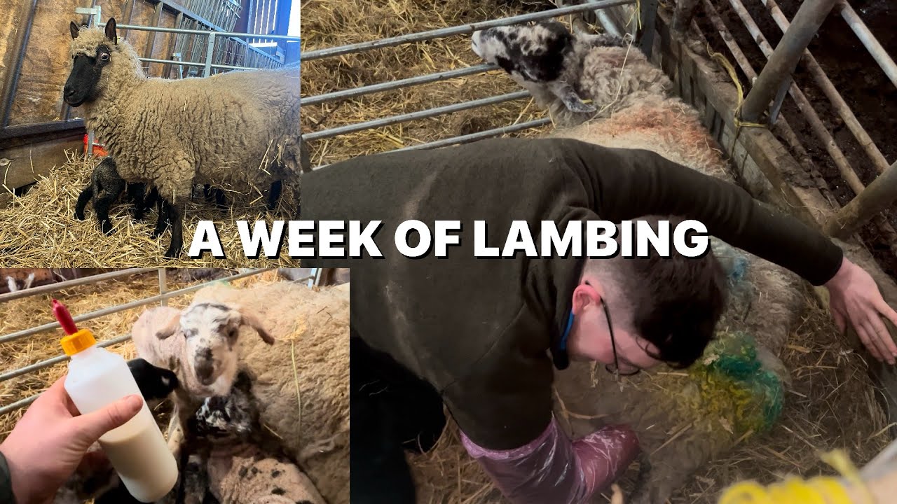 LAMBING IS IN FULL SWING | Sheep Farming Life - YouTube