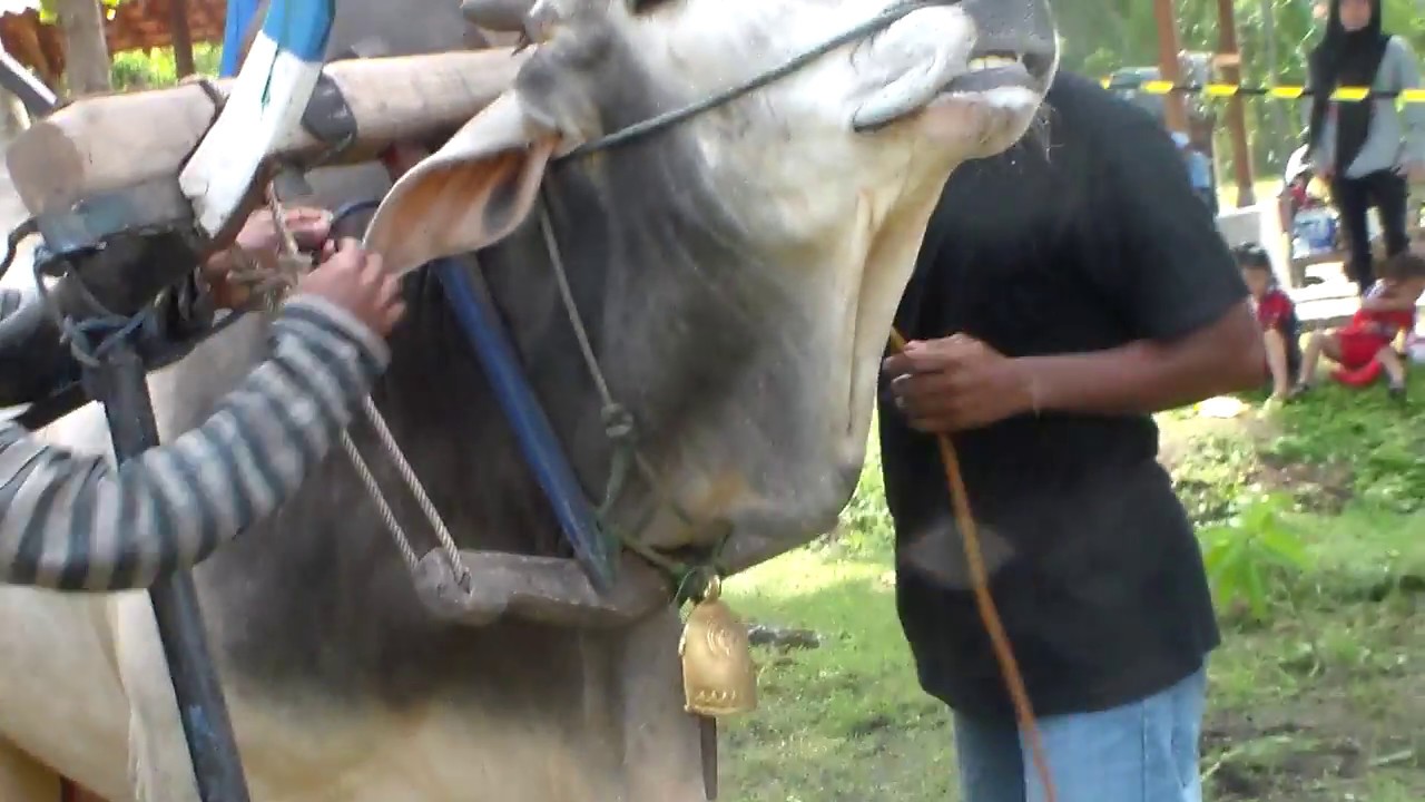 Memasang tali kuk sapi, Festival Gerobak Sapi Jogja 2017 - YouTube