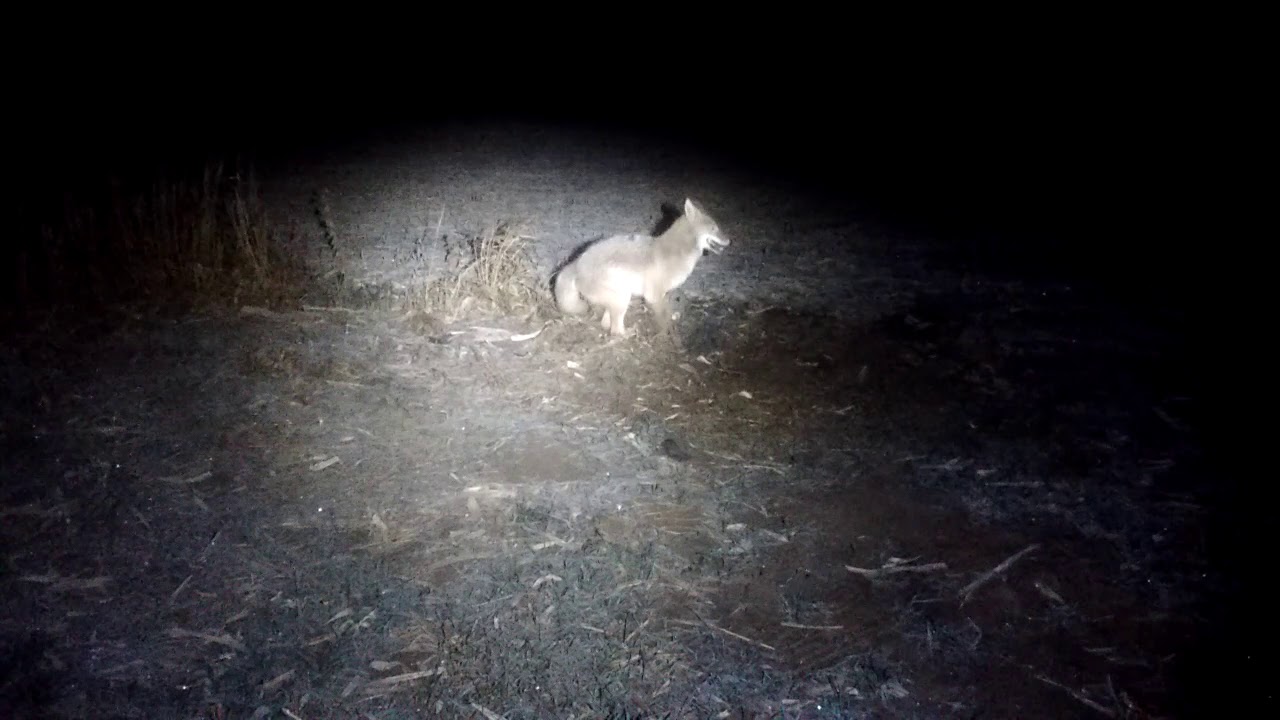 Second coyote same site - YouTube