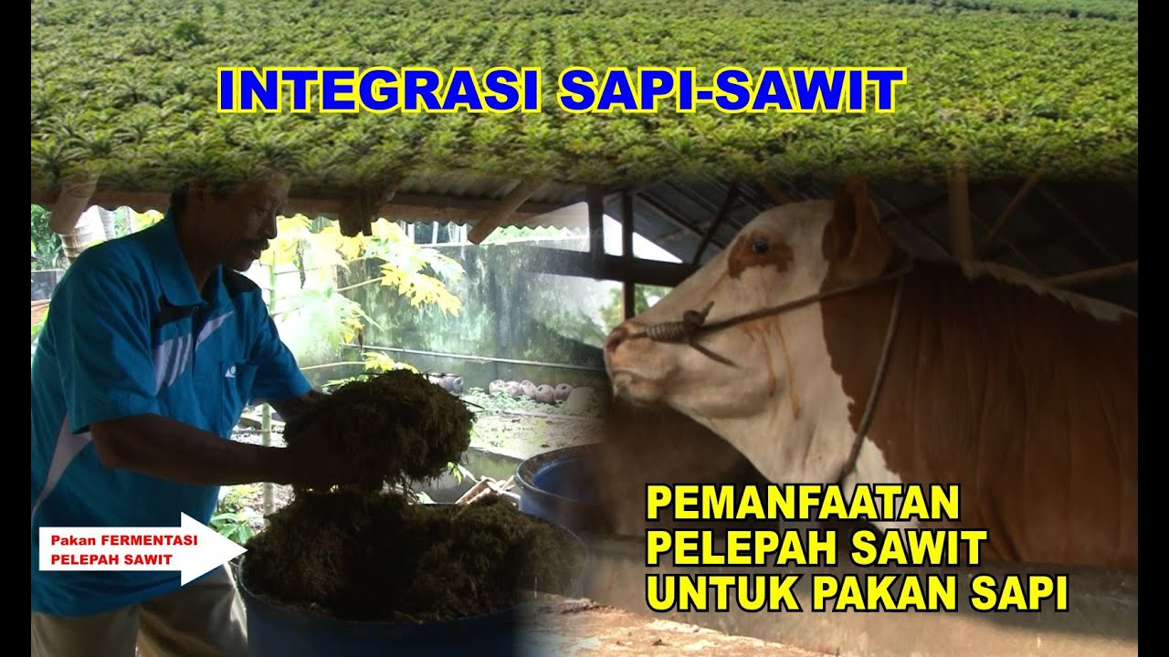 Integrasi Sapi-Kelapa sawit| Pembuatan pakan sapi dari fermentasi ...