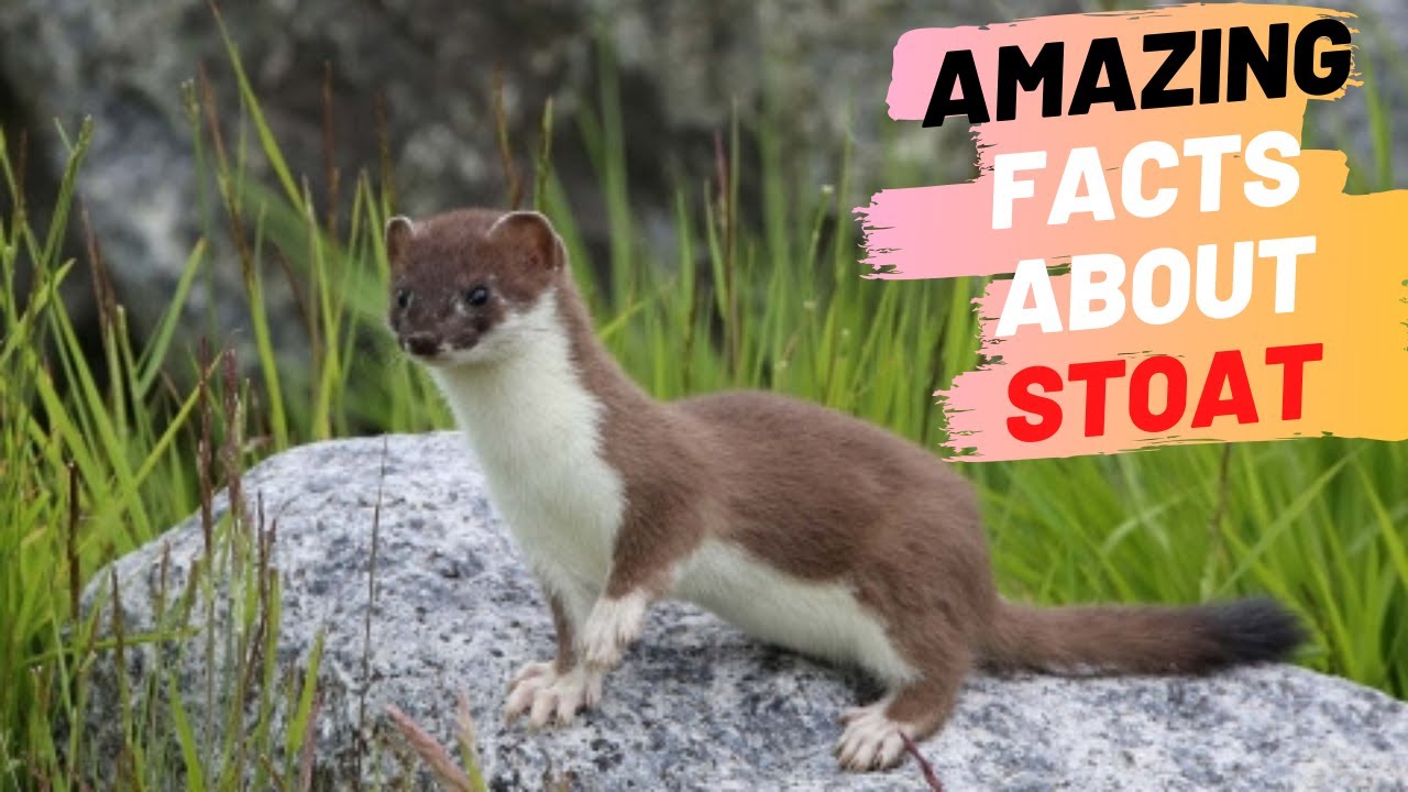 Top 20 Amazing Facts About Stoat - YouTube